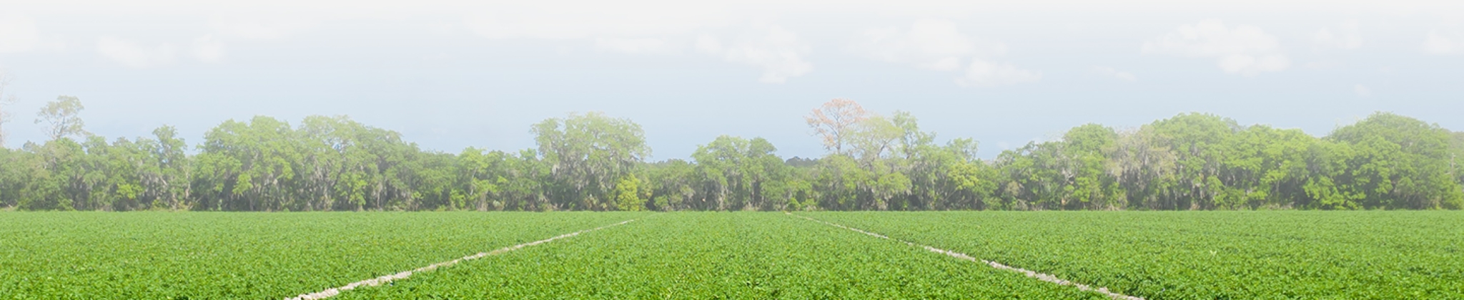 Commodities – Florida Farm to You