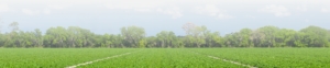 Sutton Milk – Florida Farm to You