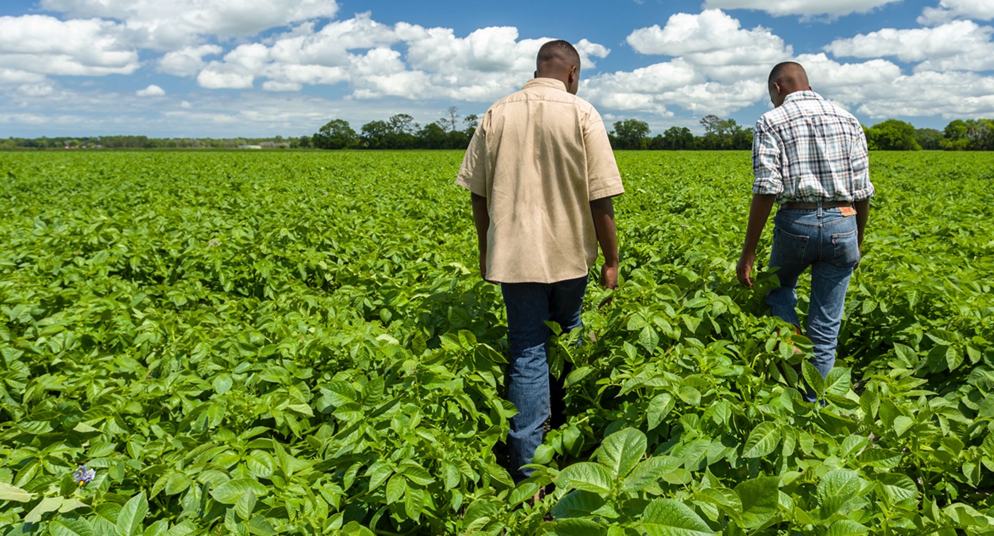 Commodities – Florida Farm to You