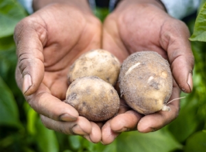 Sutton Milk – Florida Farm to You